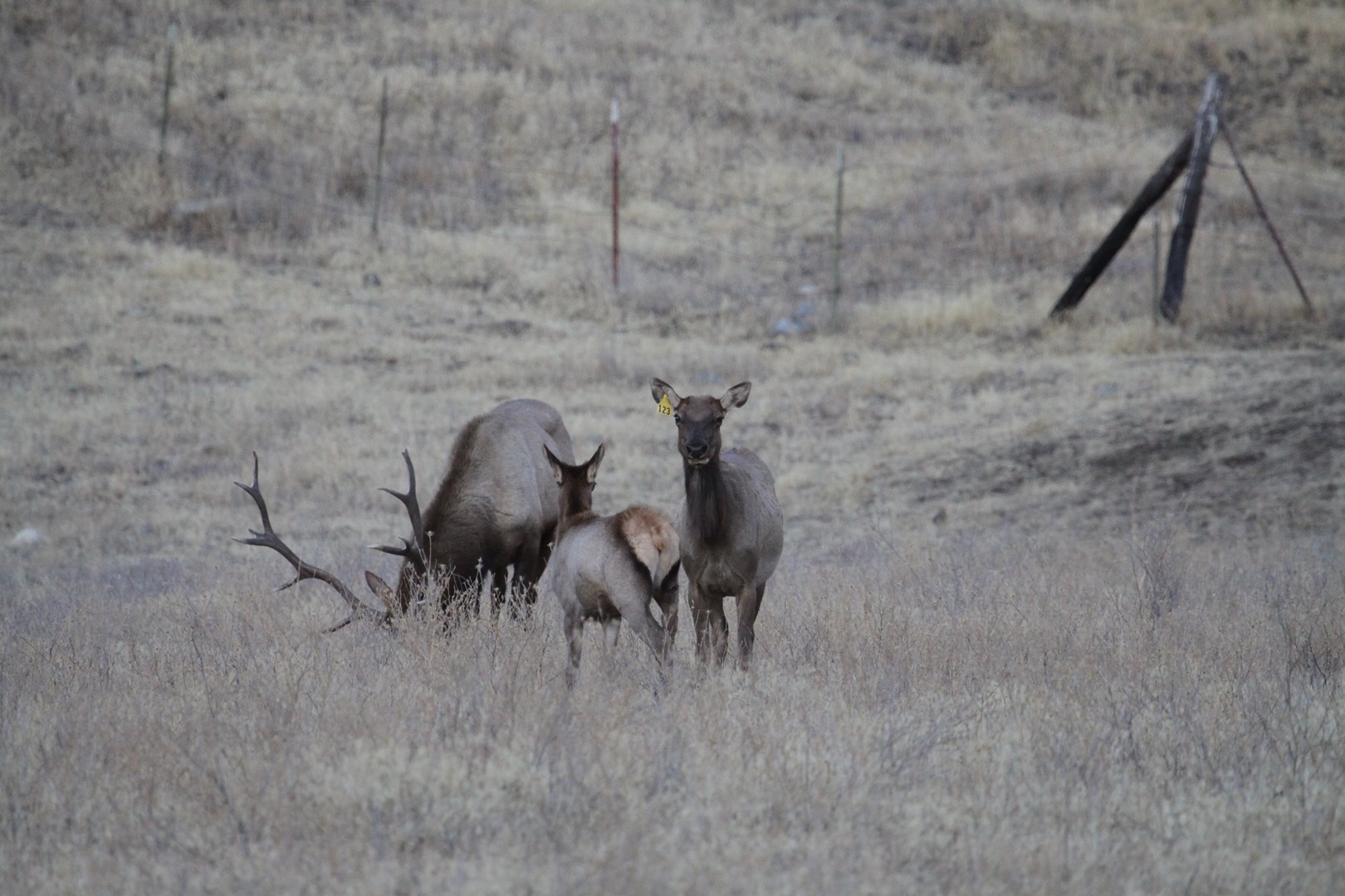 American West Conservation – Land, Water and Wildlife