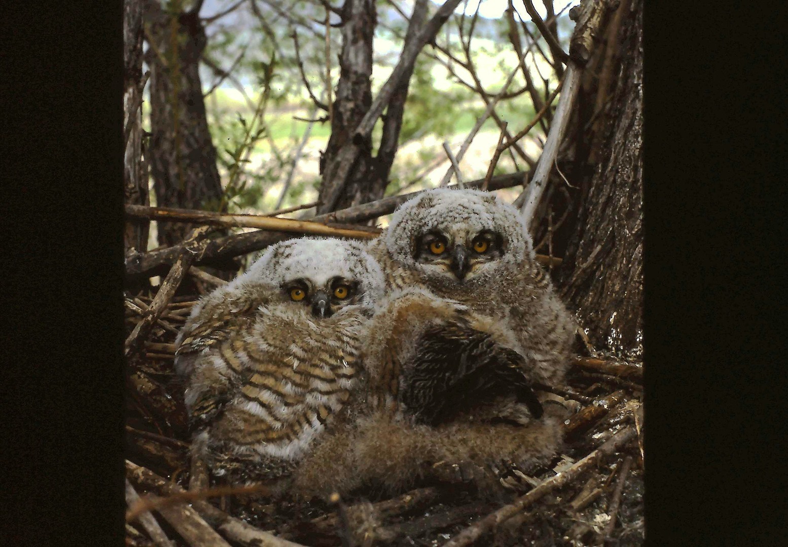American West Conservation – Land, Water and Wildlife