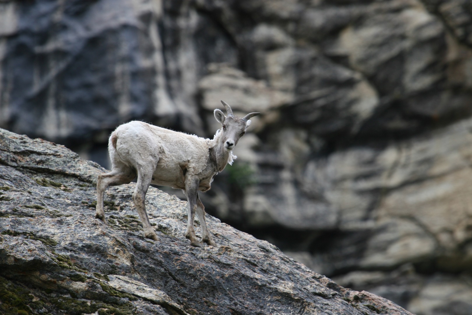 American West Conservation – Land, Water and Wildlife