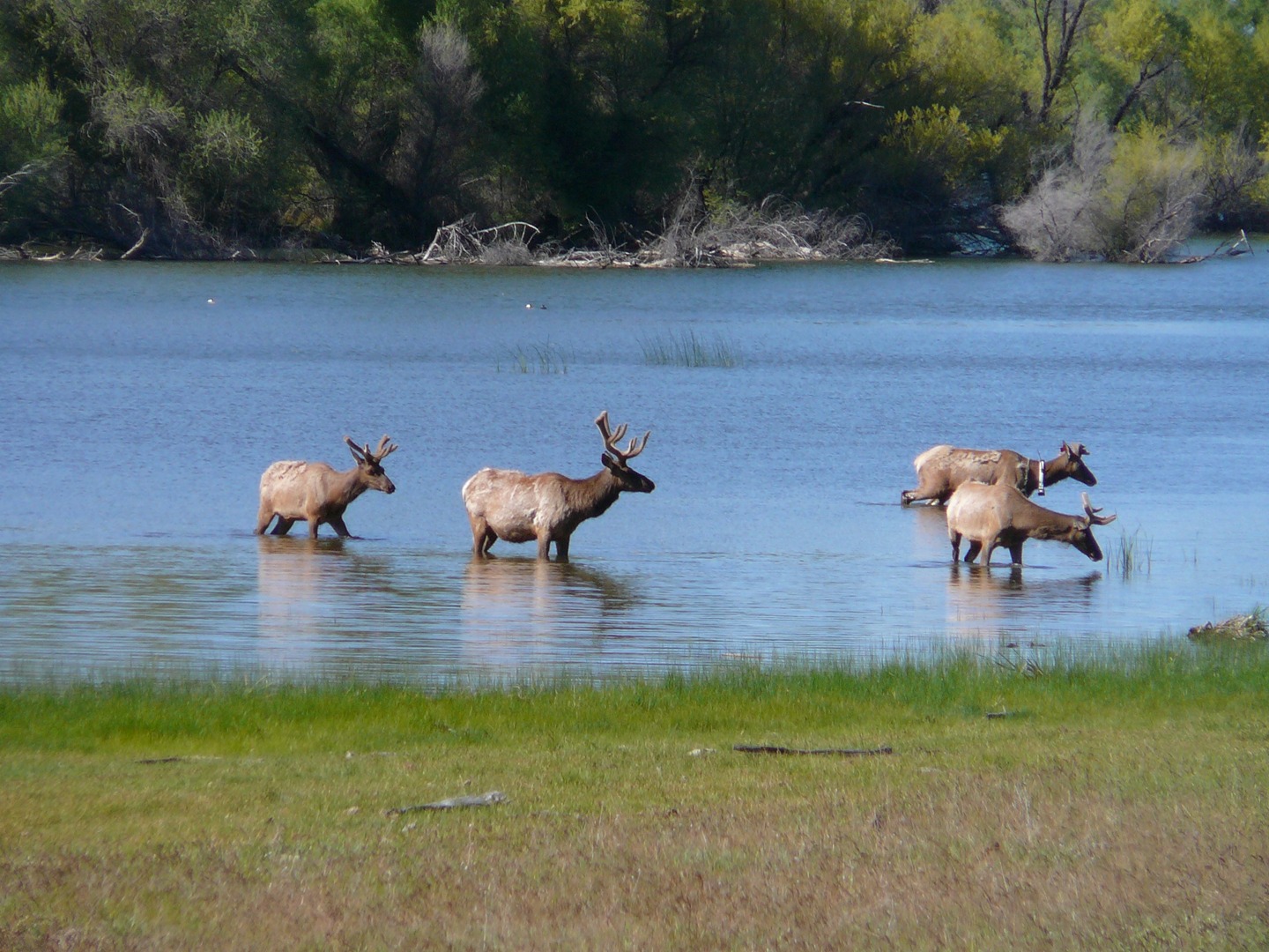 American West Conservation – Land, Water and Wildlife